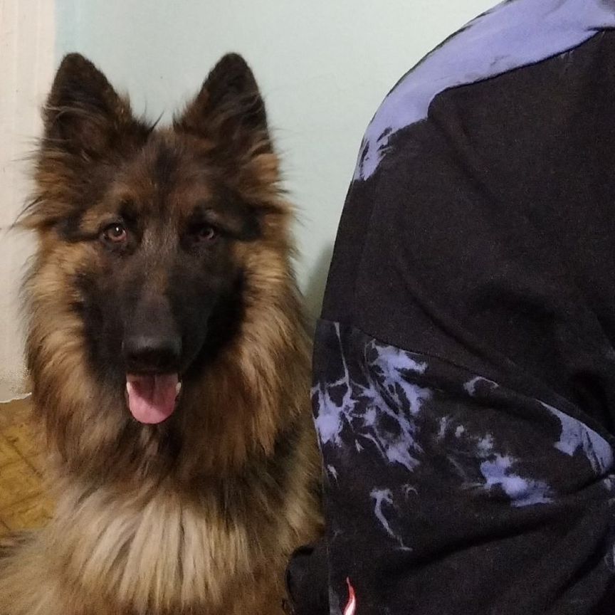 Немецкая овчарка, взрослая собака