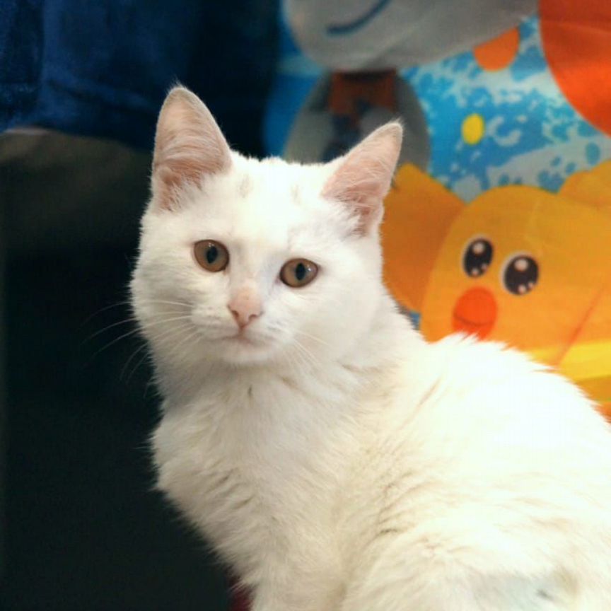 Котенок-подросток Бусинка ищет любящую семью