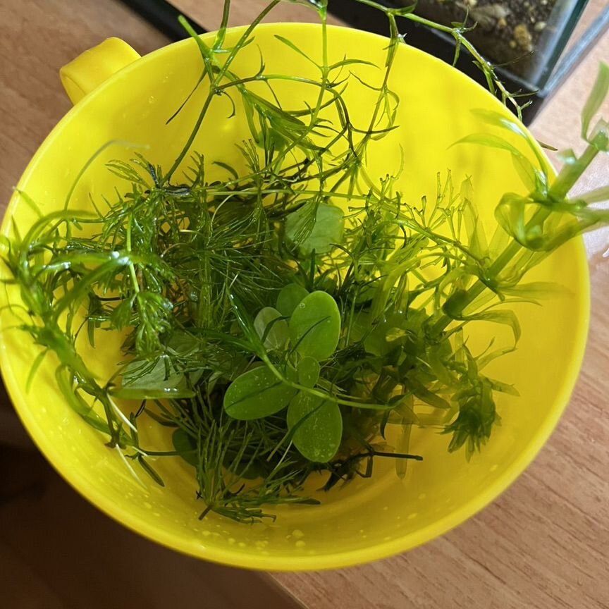 Прополка аквариум пистия