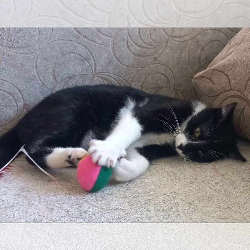 Котёнок в добрые руки