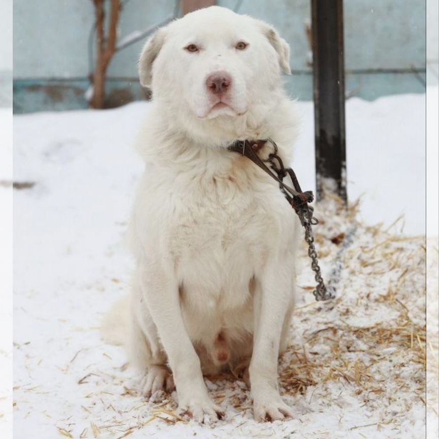 Взрослый пёс в добрые руки