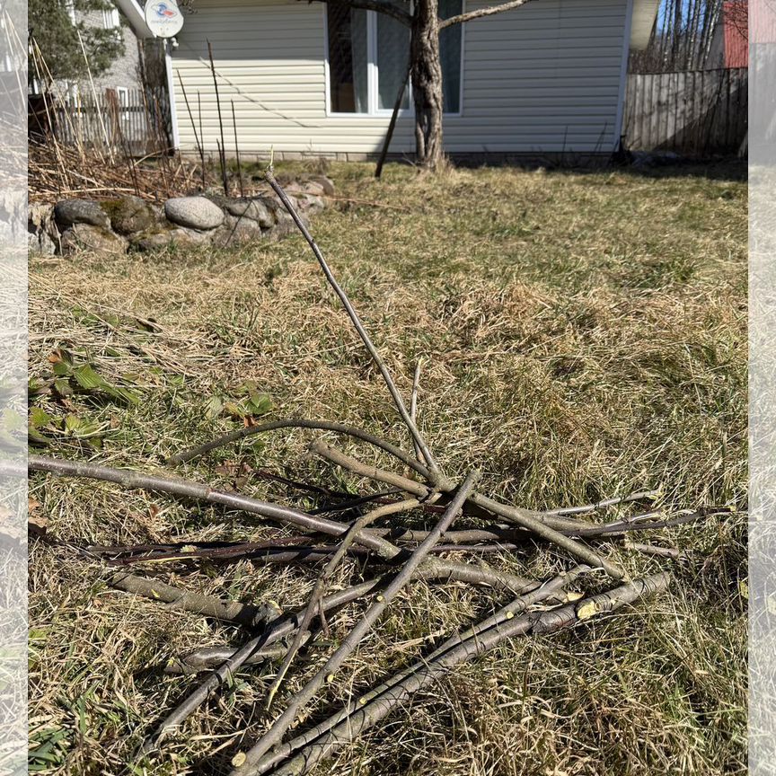 Ветки яблони срез