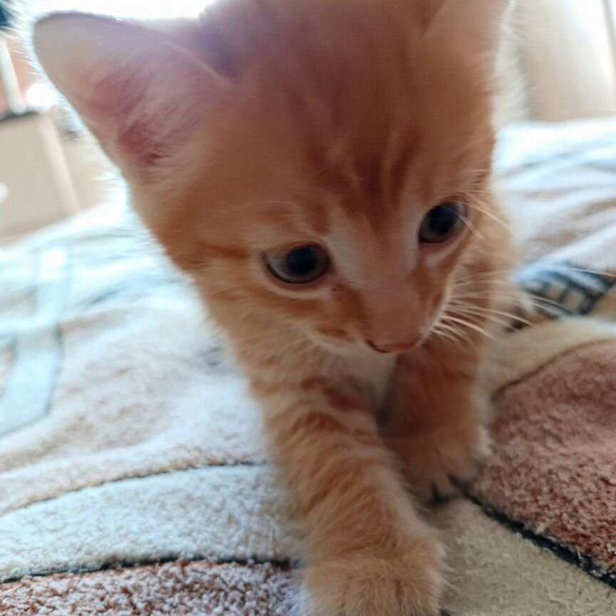 Котенок