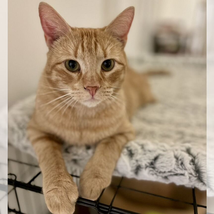 Взрослый кот в добрые руки