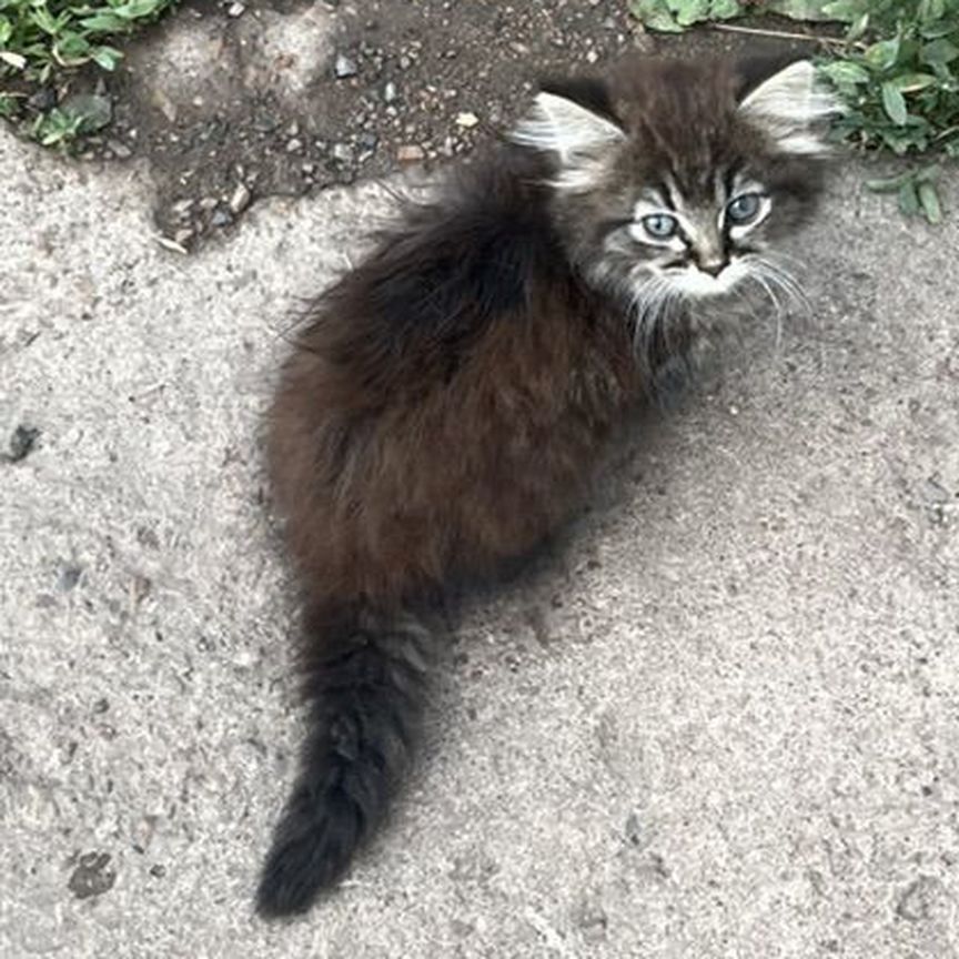 Котенок