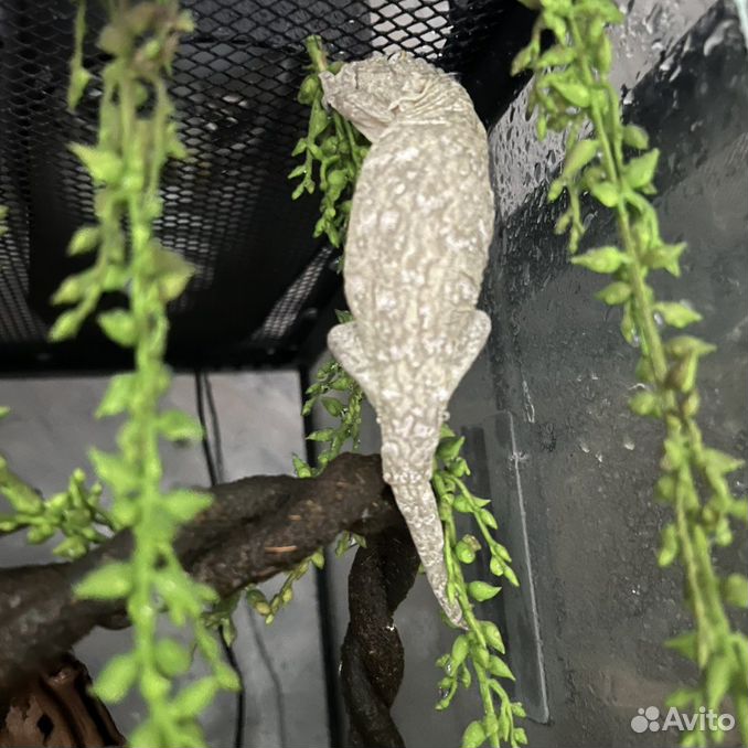 Гигантский бананоед возраст 8 месяцев