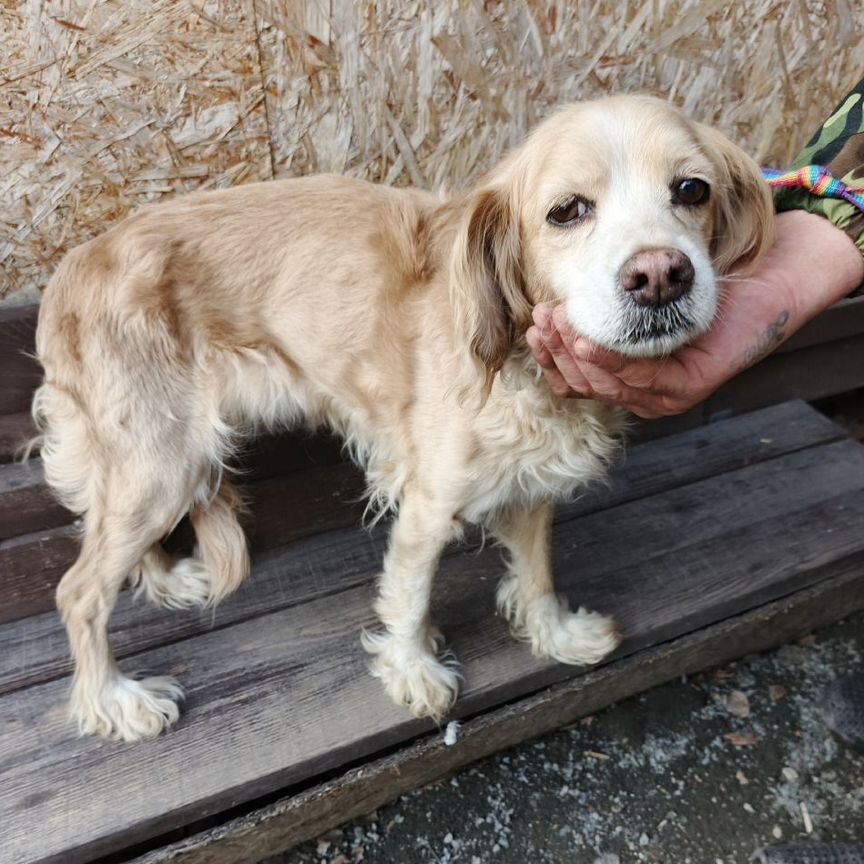 Русский охотничий спаниель, взрослая собака