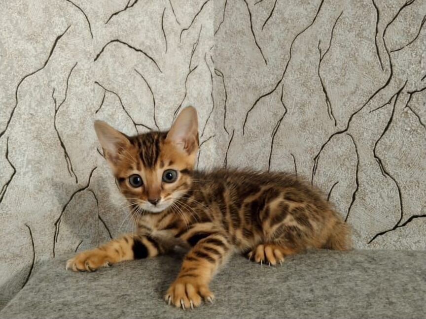 Бенгальские котята