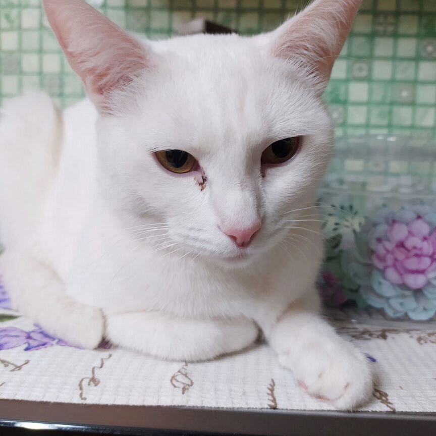 Найдена кошка белая