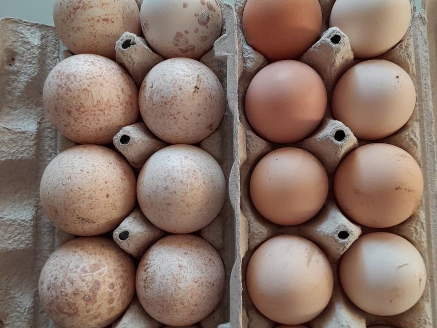 Инкубационное яйцо кур и индейки