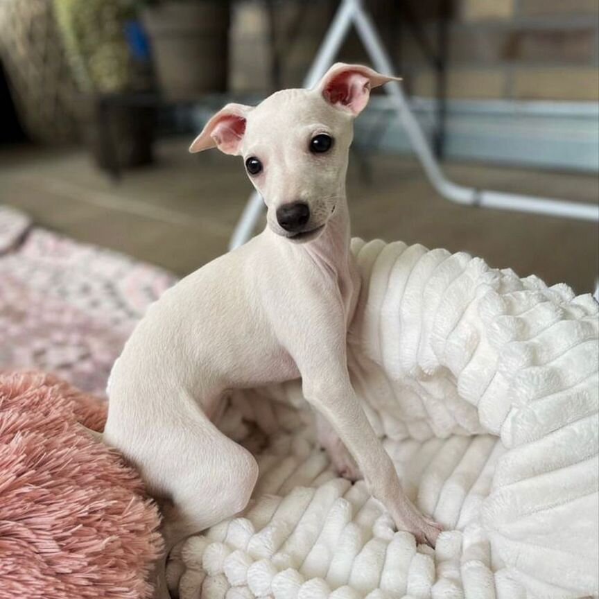 Левретка(малая итальянская борзая )