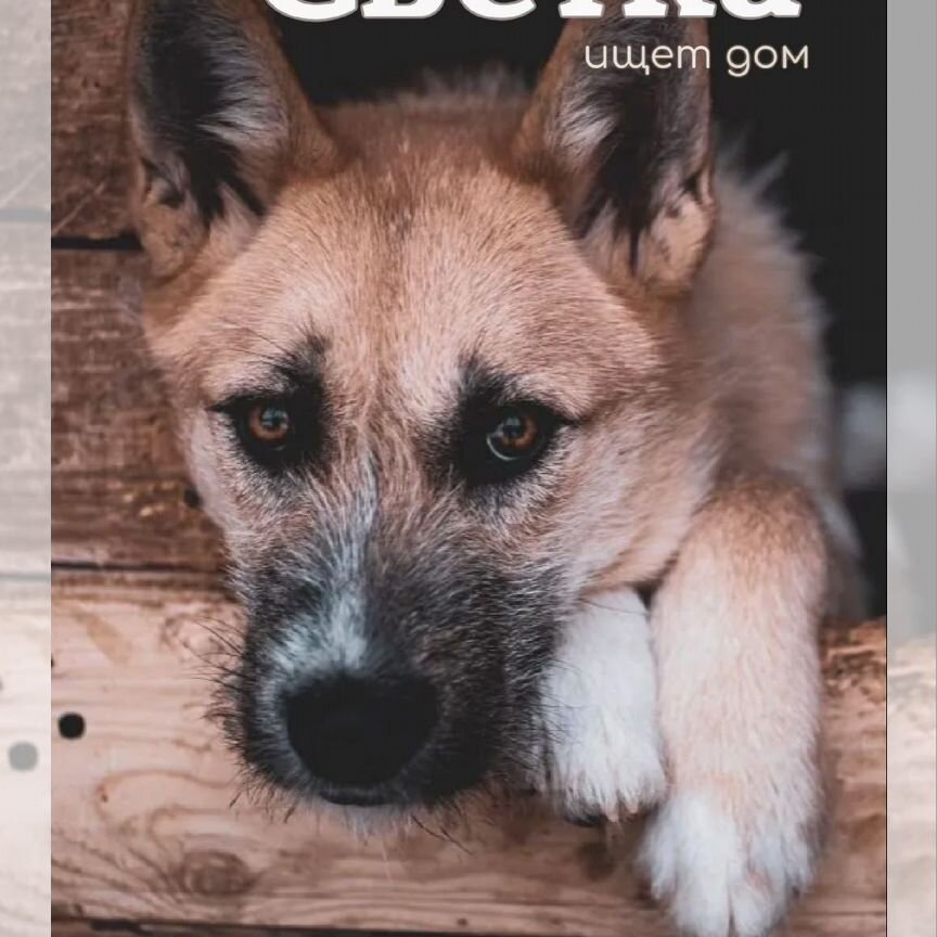 Щенок в добрые руки