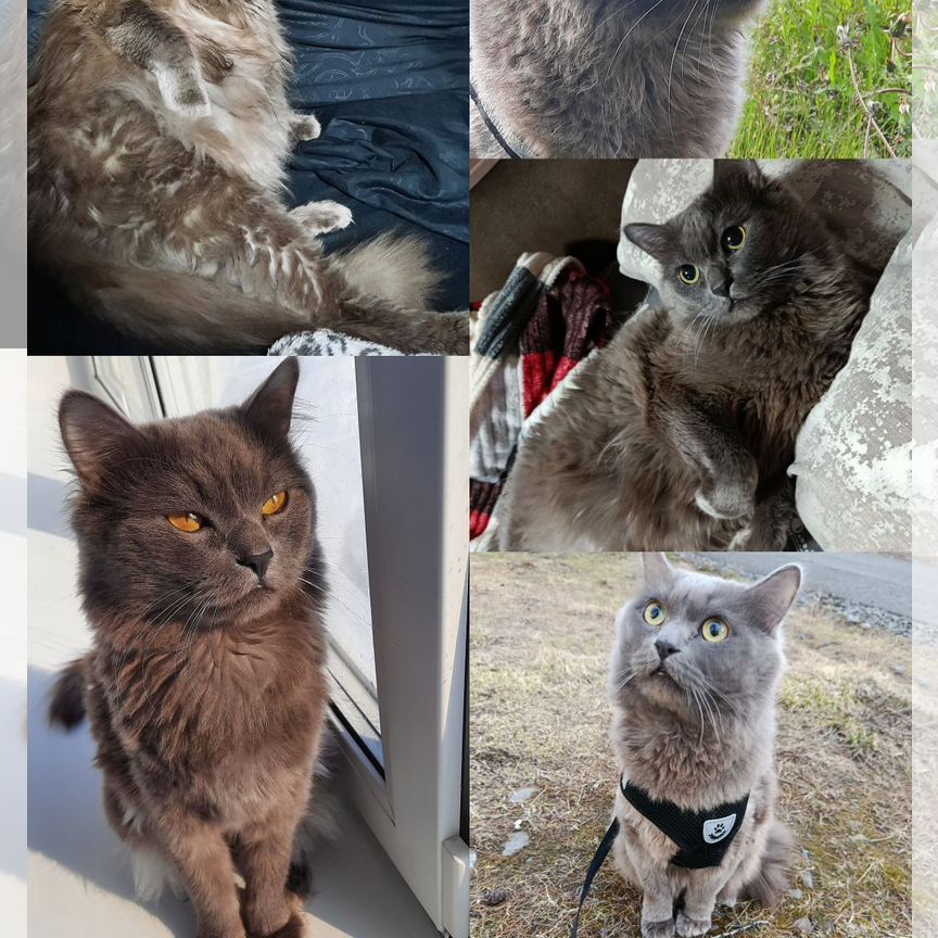 Нибелунг, взрослый кот