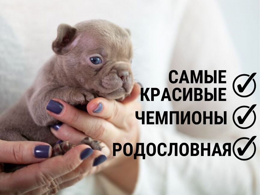 Французский бульдог Изабелла