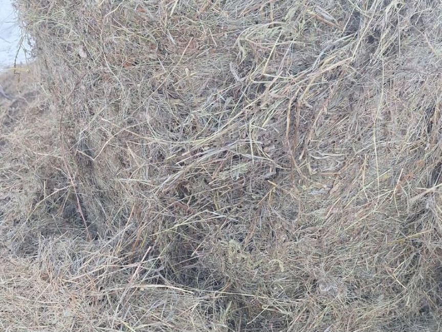 Продам сено в рулонах