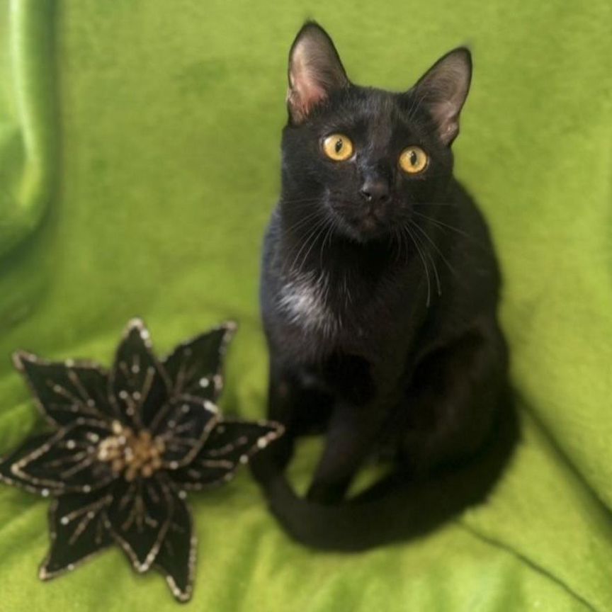 Замечательная кошечка