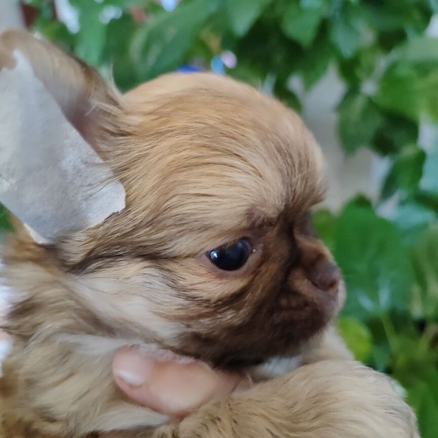 Чихуахуа мини кукольный малыш