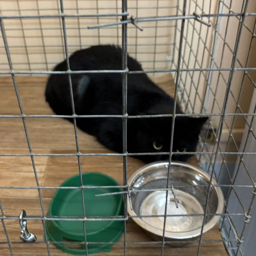 Взрослая кошка в добрые руки