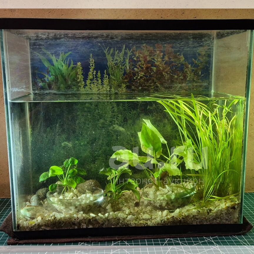 Аквариум в дар