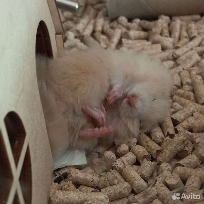 Сирийский ангорский хомяк бесплатно