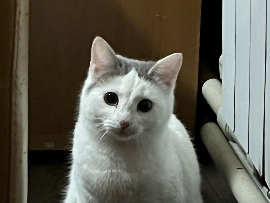 Кошечка Турецкая ангора