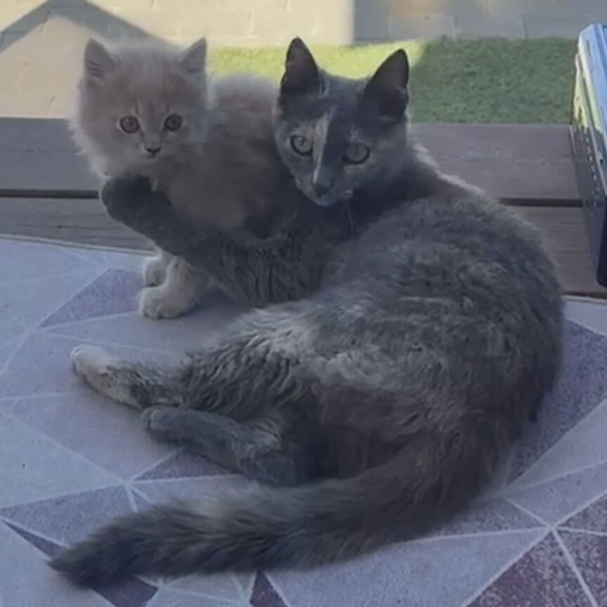 Котёнок в добрые руки