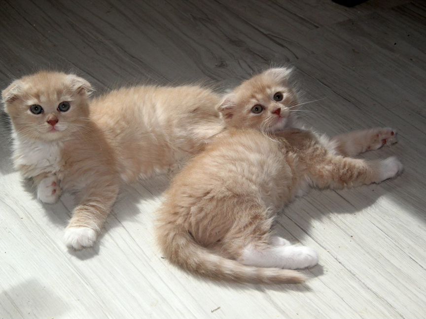 Шотландские вислоухие котята