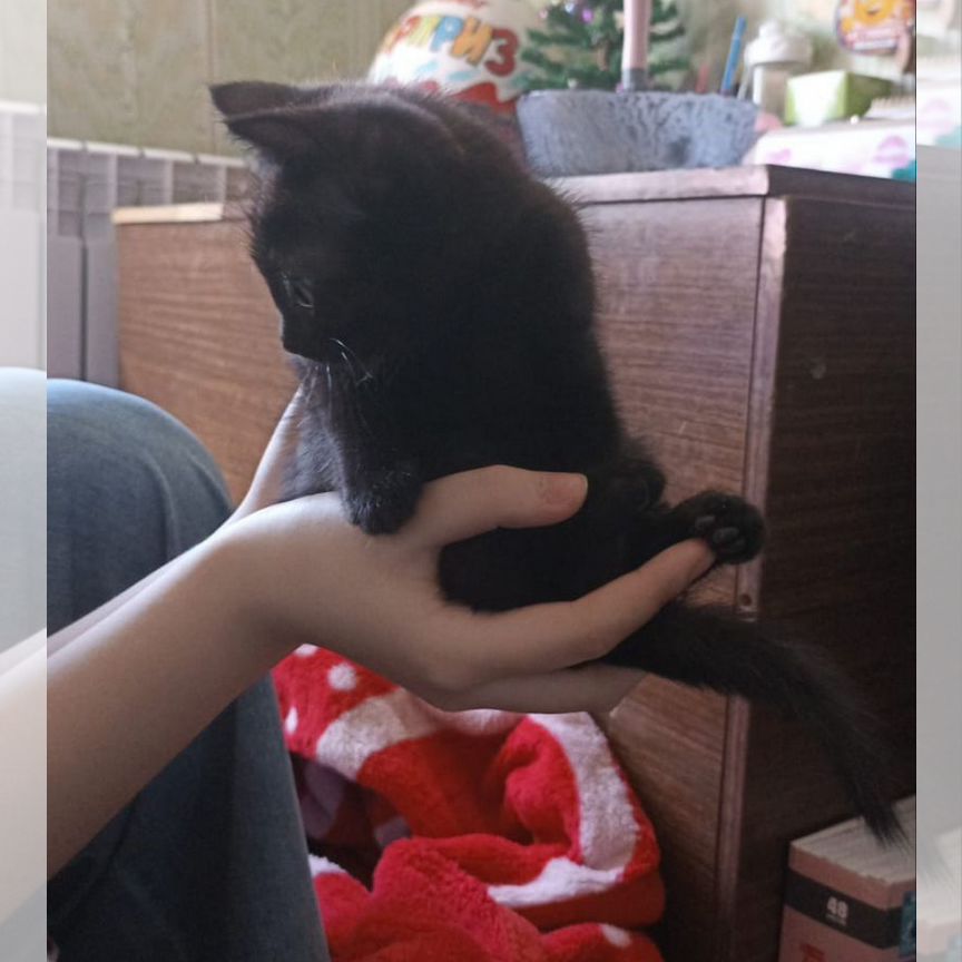 Котята в добрые руки бесплатно