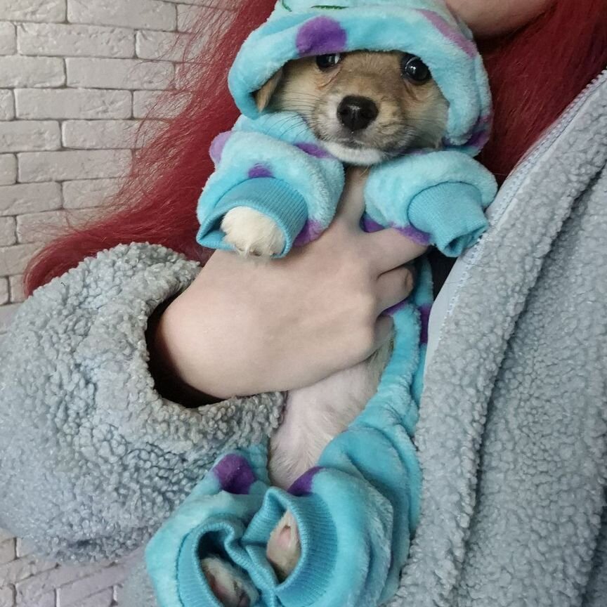 Костюм для собаки