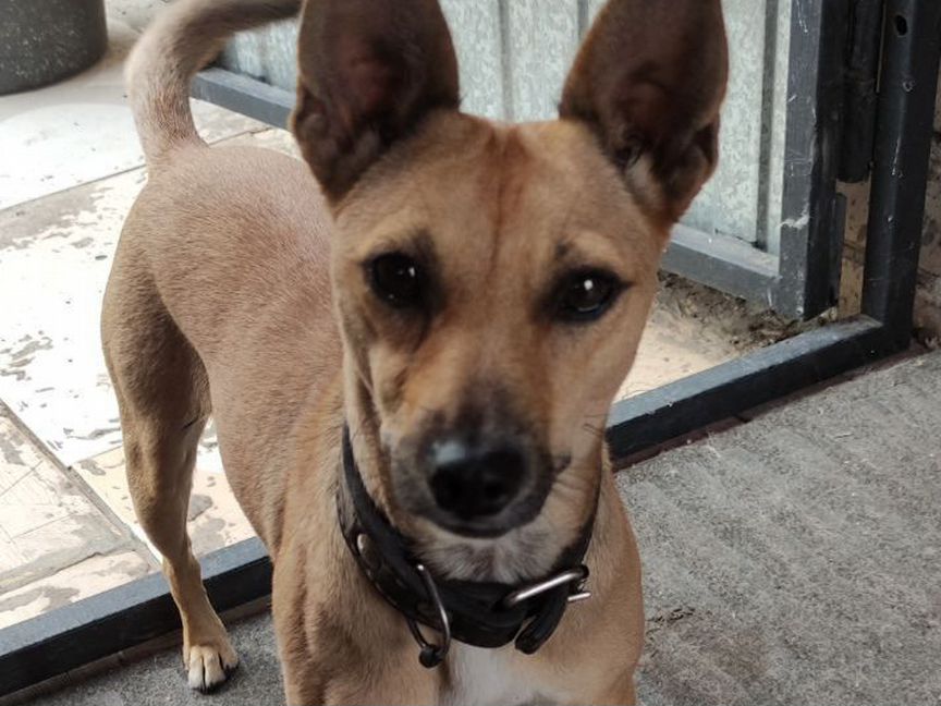 Маленькая собака