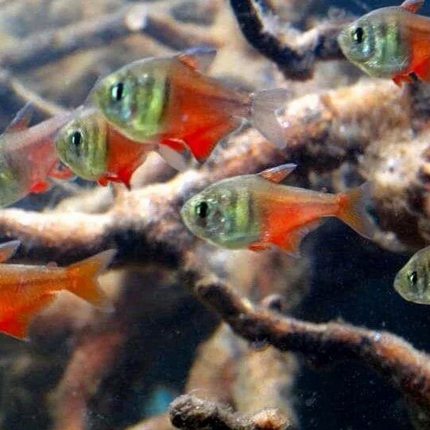 Тетра фон рио - Hyphessobrycon flammeus