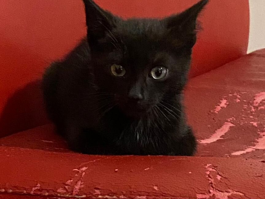 Котенок девочка