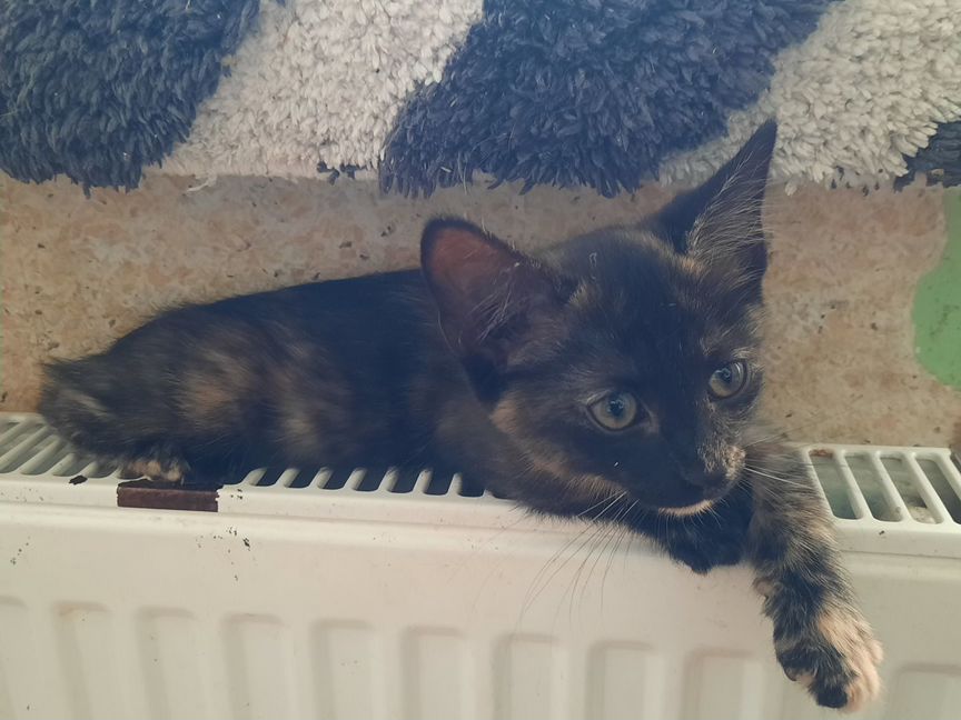 Котята пушистики