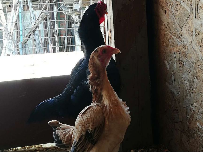 Куры Ко Шамо