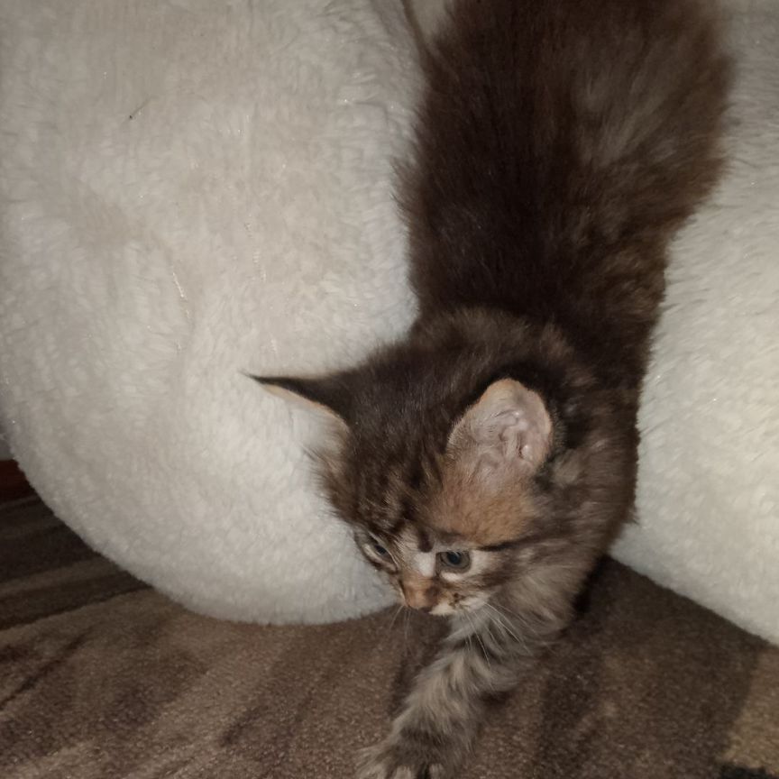 Мейн-кун котёнок