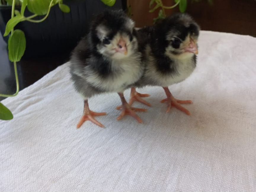 Цыплята, индюшата