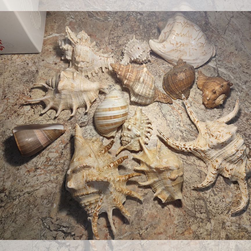 Морские ракушки раковины