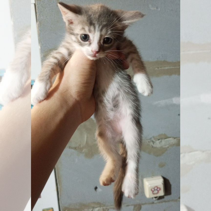 Котёнок в добрые руки