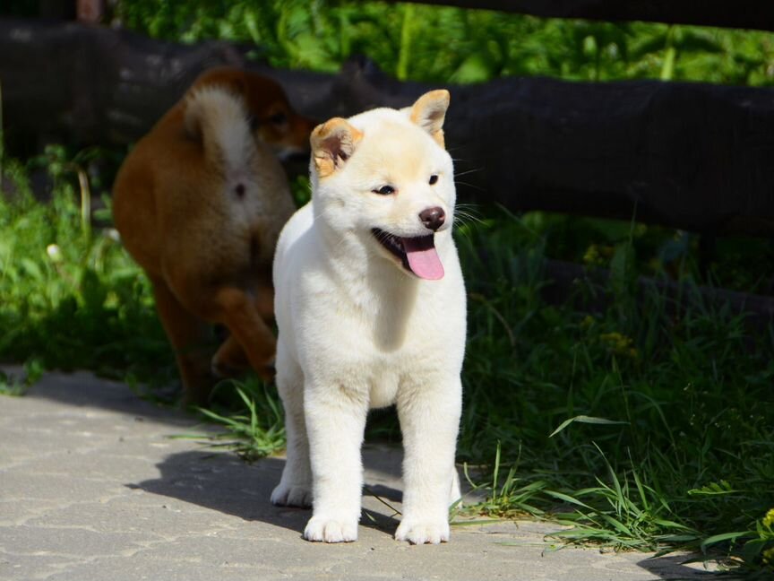 Акита) сиба ину крем
