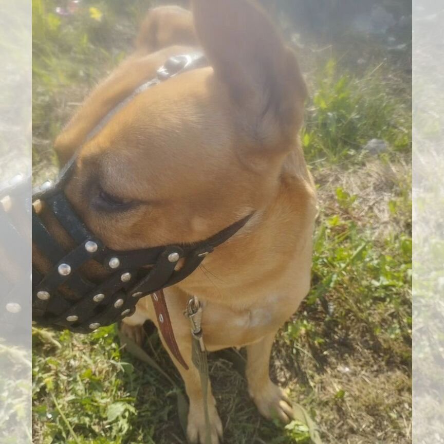 Стаффордширский бультерьер, взрослый пёс