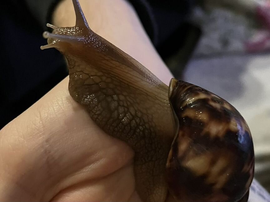 Улитки ахатины