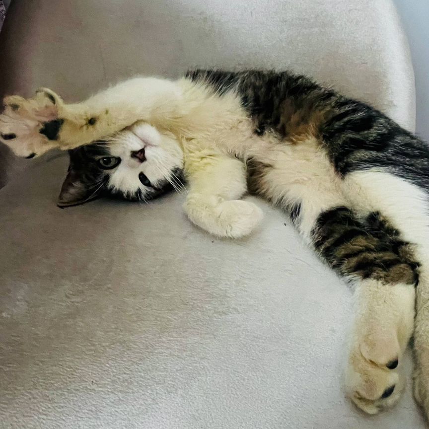 Взрослая, кошка в добрые руки