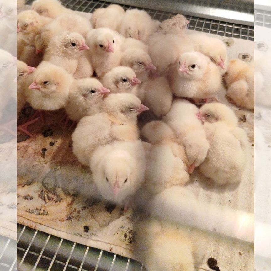 Цыплята бройлеры кобб 500 подрощенные