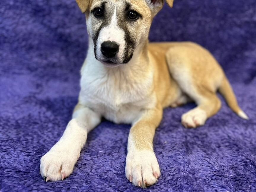 Крупный щенок в добрые руки