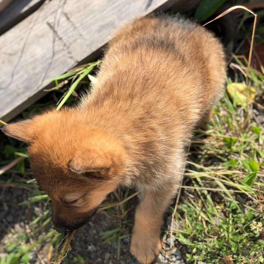 Овчарка - лайка