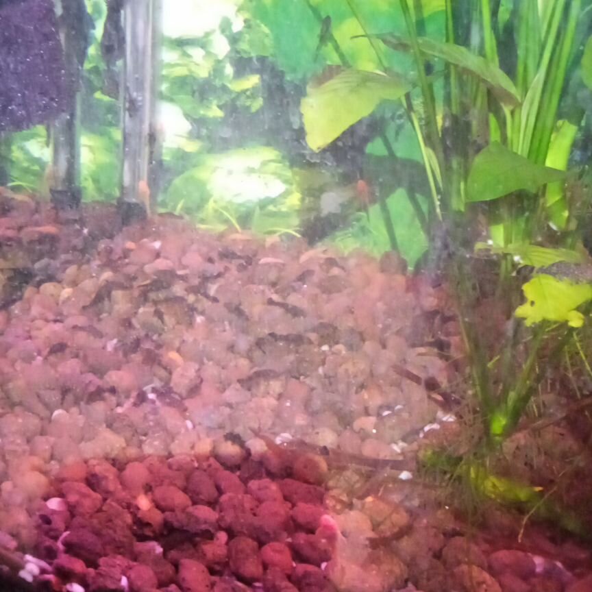 Продам Сомики прилипалы