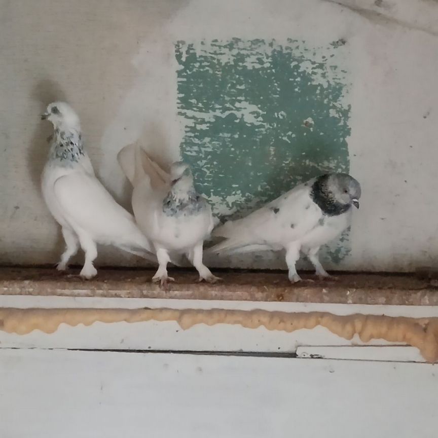 Голуби Венгры