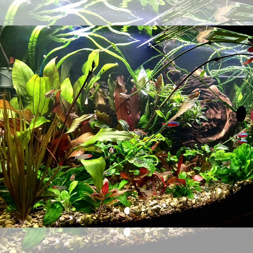 Аквариумные растения
