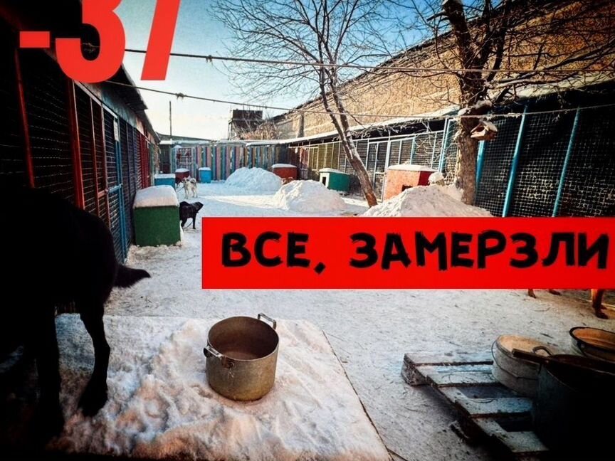 В дар приюту