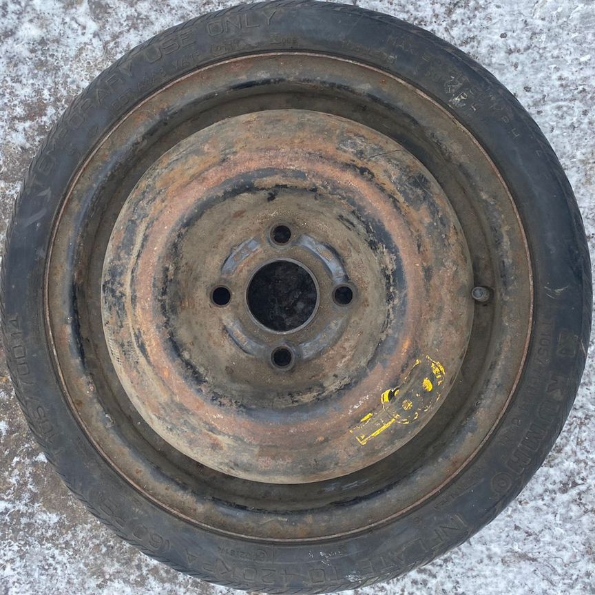 Американский булли, взрослая собака